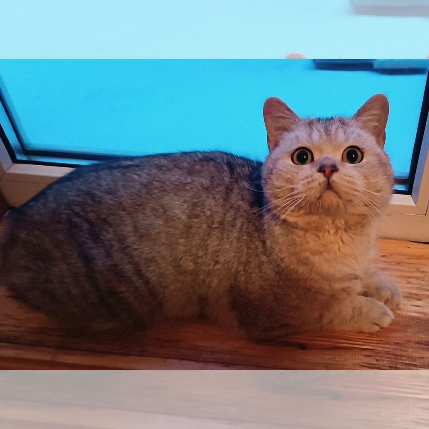 Кот Серебристая Шиншилла