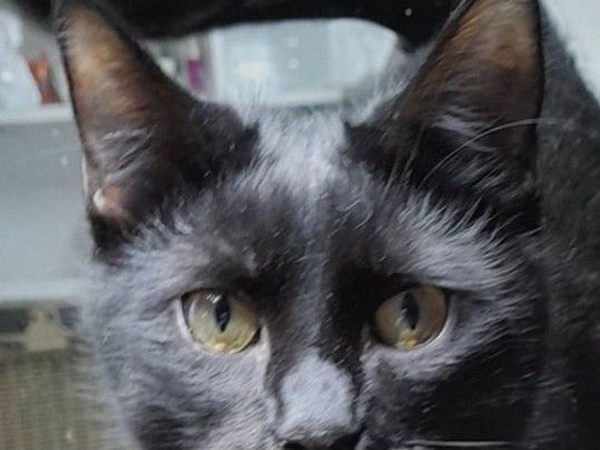 Котик Масяня