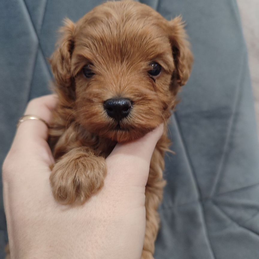 Мальтипу, щенок