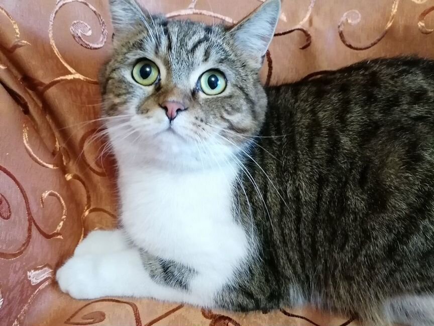 Котик Кеша в добрые руки