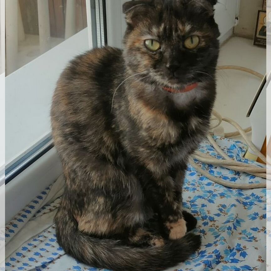 Шотландская вислоухая короткошёрстная, взрослая кошка