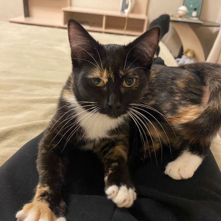 Ласковая кошечка, трехцветка