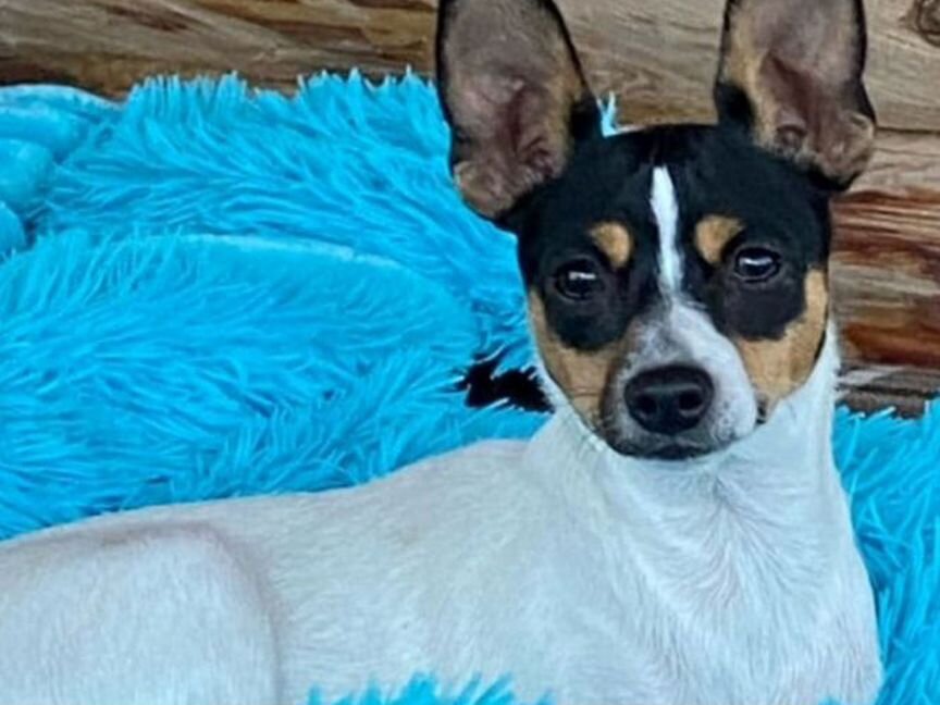 Собаки в добрые руки взрослые маленькие