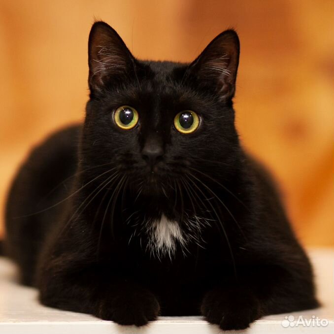 Кошечка Эрика ищет дом