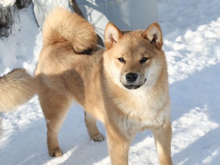 Девочка сиба