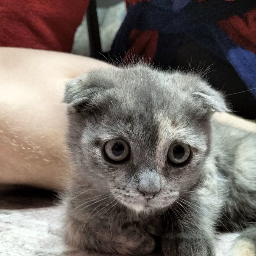 Котята вислоухие