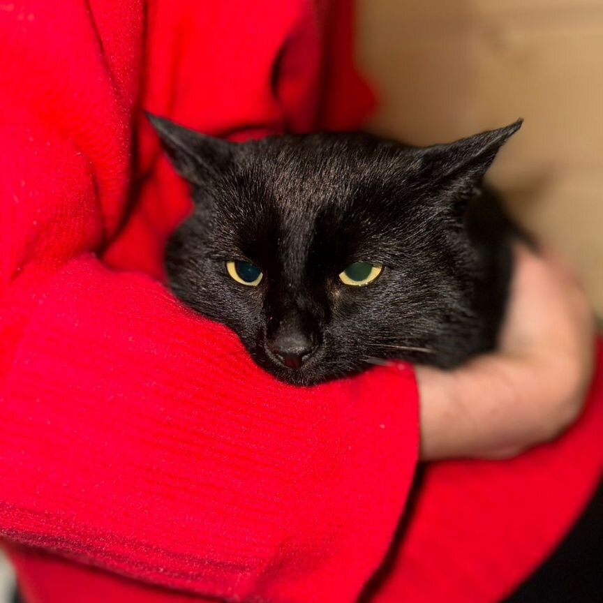 Шикарный угольный котик