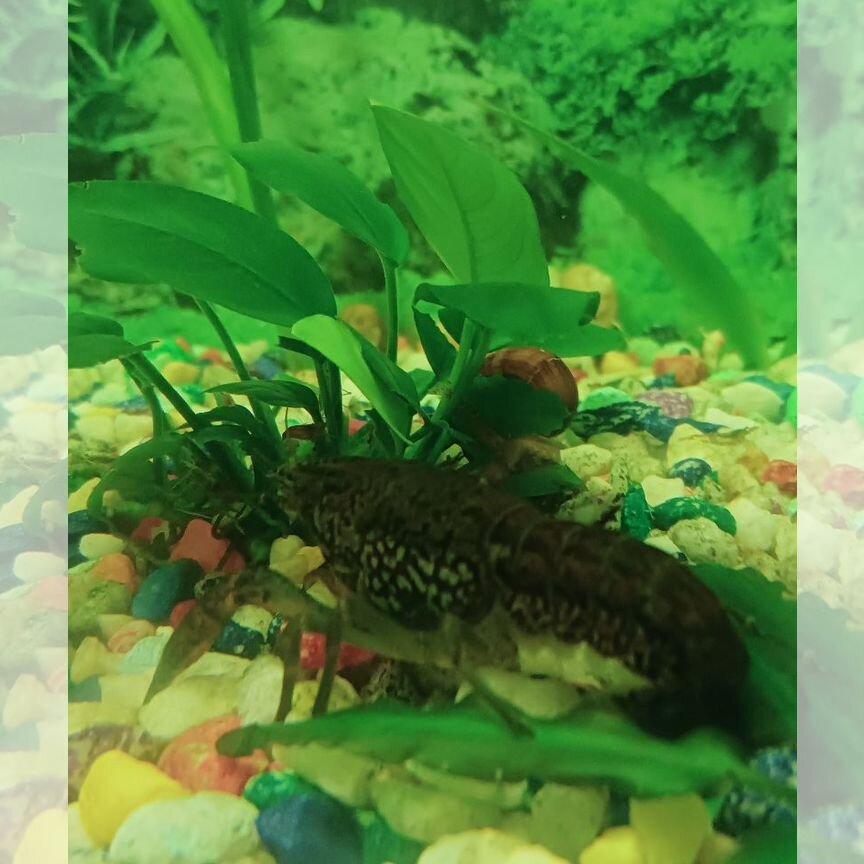 Австралийский рак