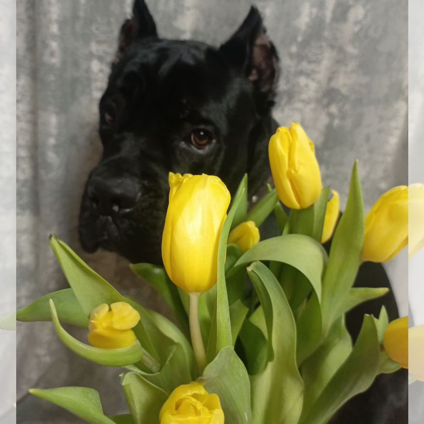 Собака кане корсо