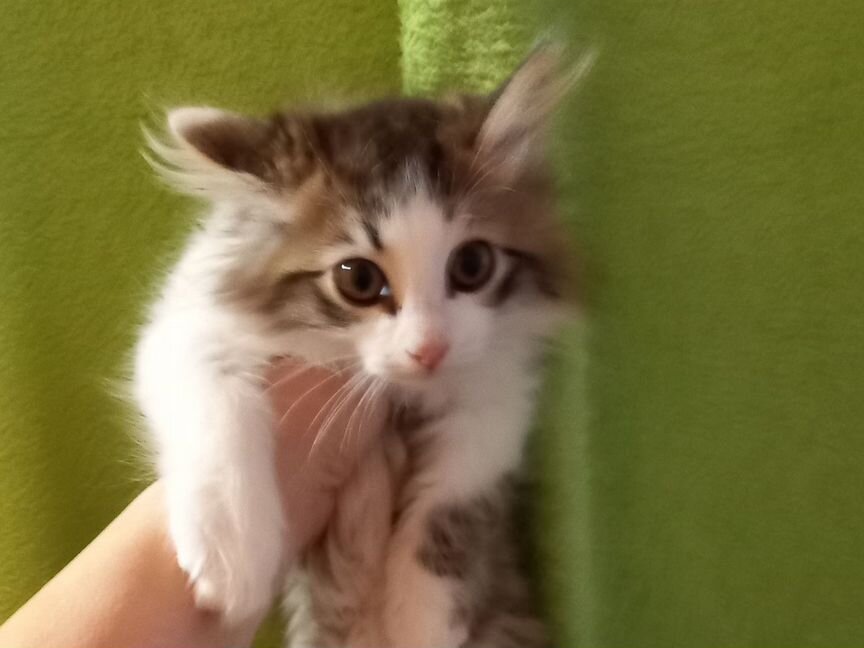 Сибирская красавица