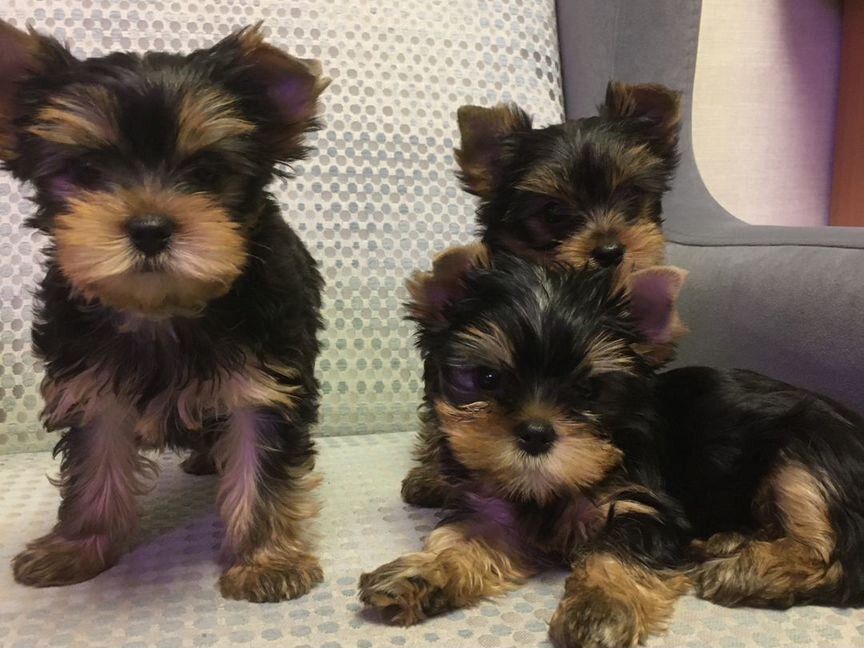 Внуки чемпиона мира