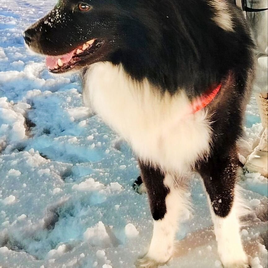 Ищем надежного друга, хозяина