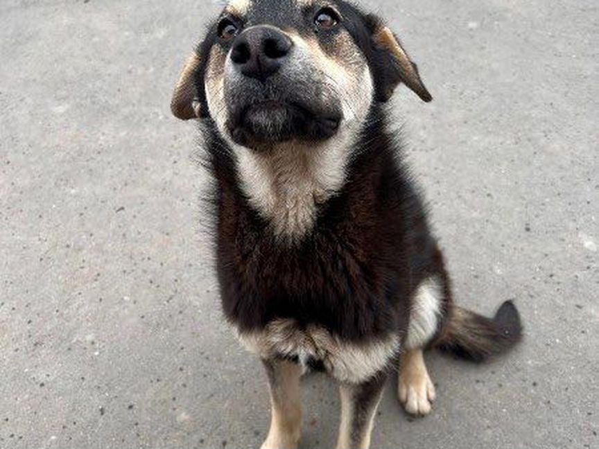 Собака в добрые руки