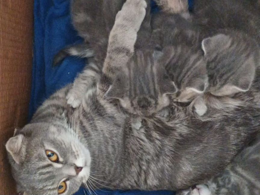 Британские шотландские вислоухие котята