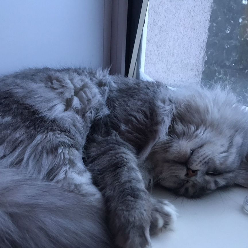 Кот бело серый