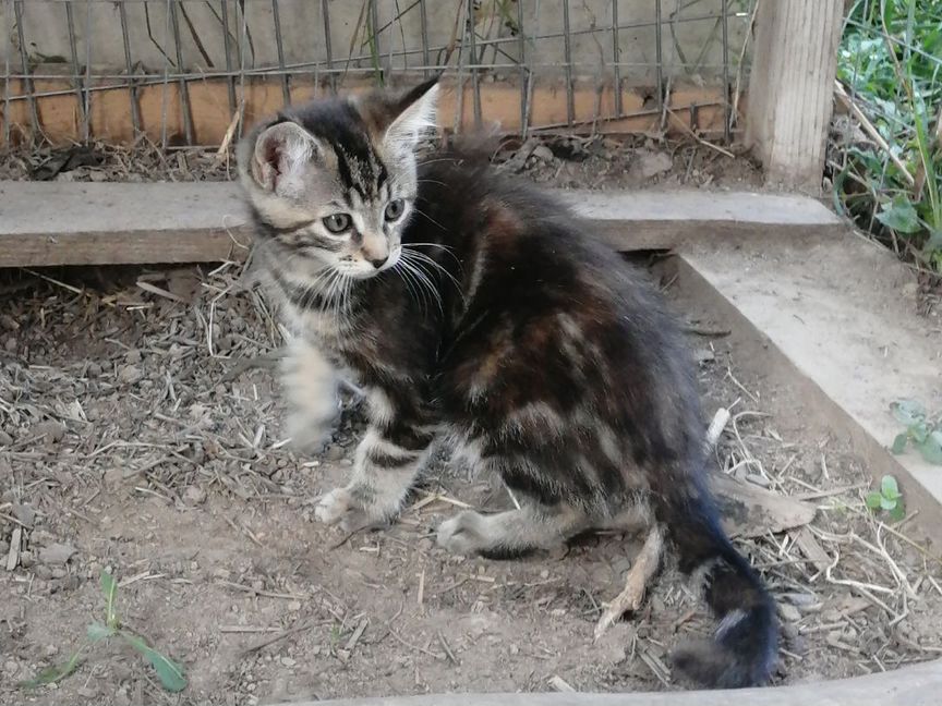 Котята Мейн-кун