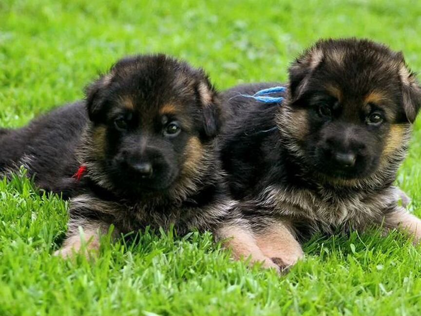 Немецкая овчарка