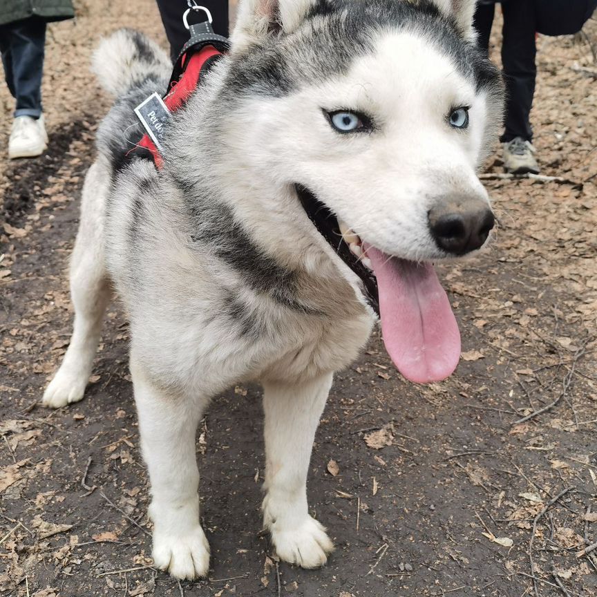 Сибирский хаски