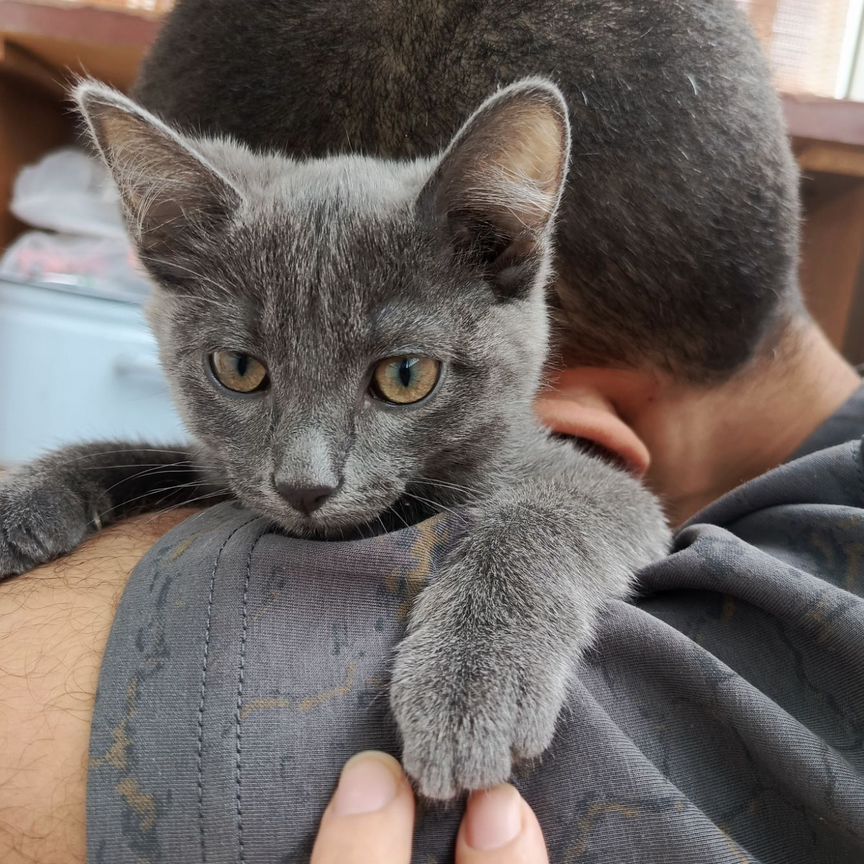 Русский голубой котёнок