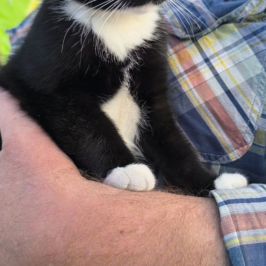 Котёнок в добрые руки