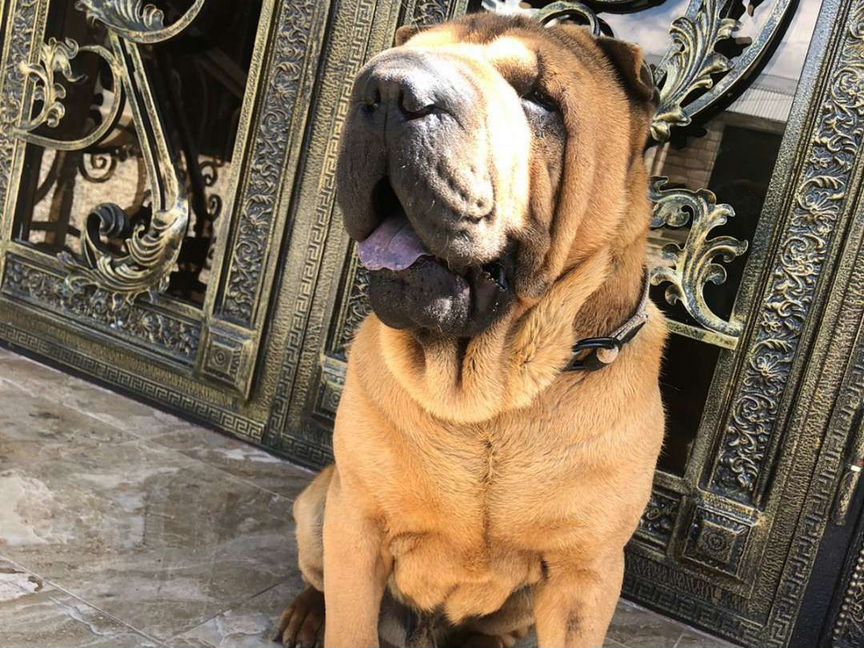 Щенки шарпей