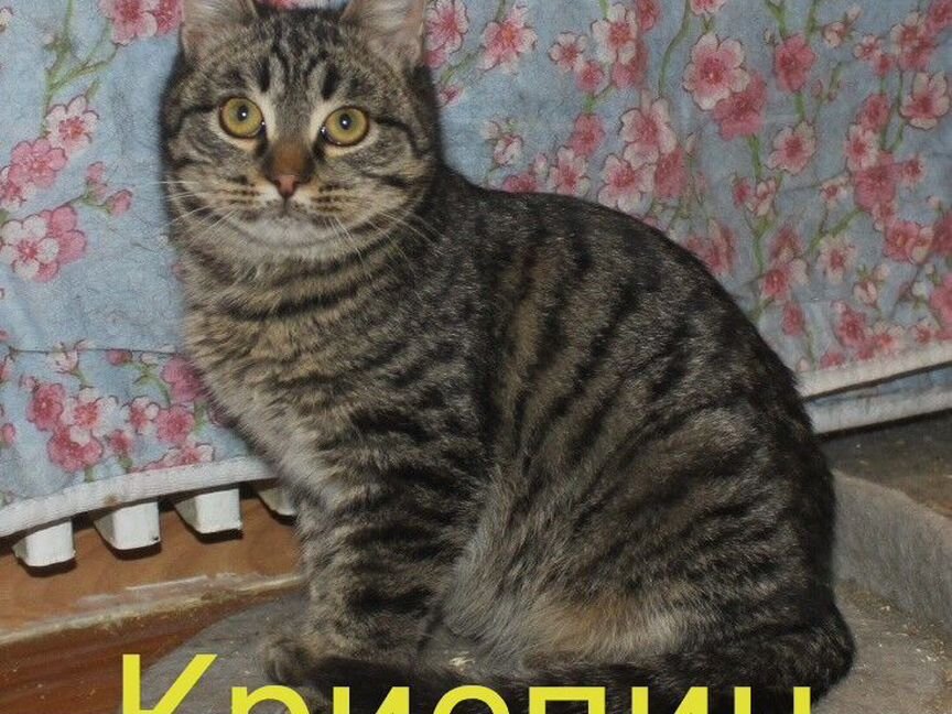 Котёнок Криспин 5-6мес