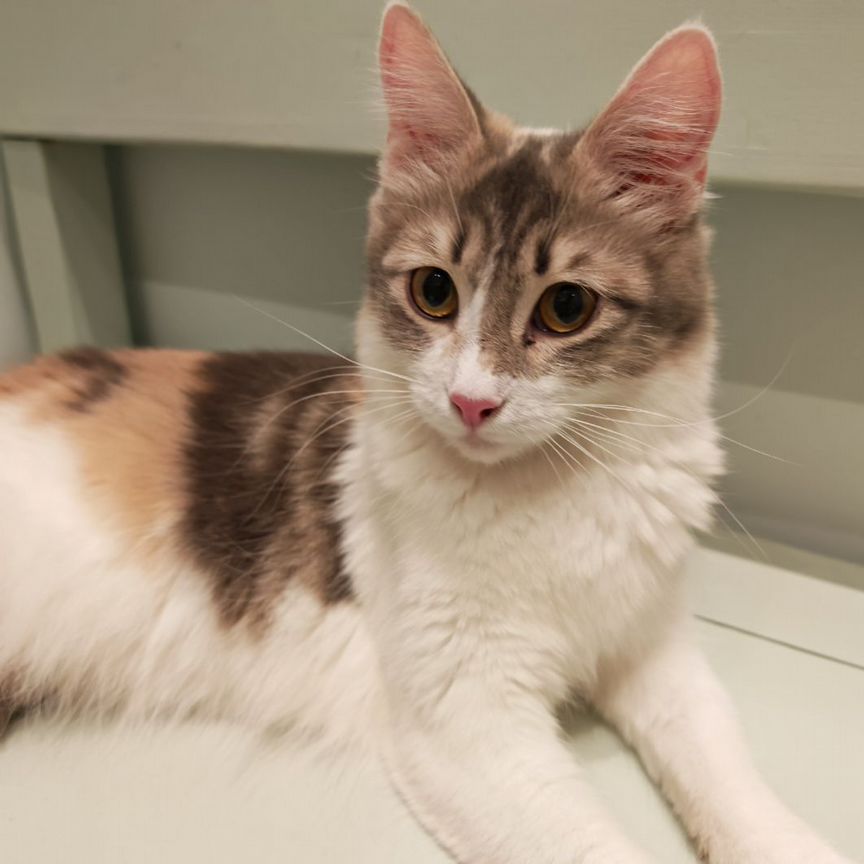 Сибирский котёнок