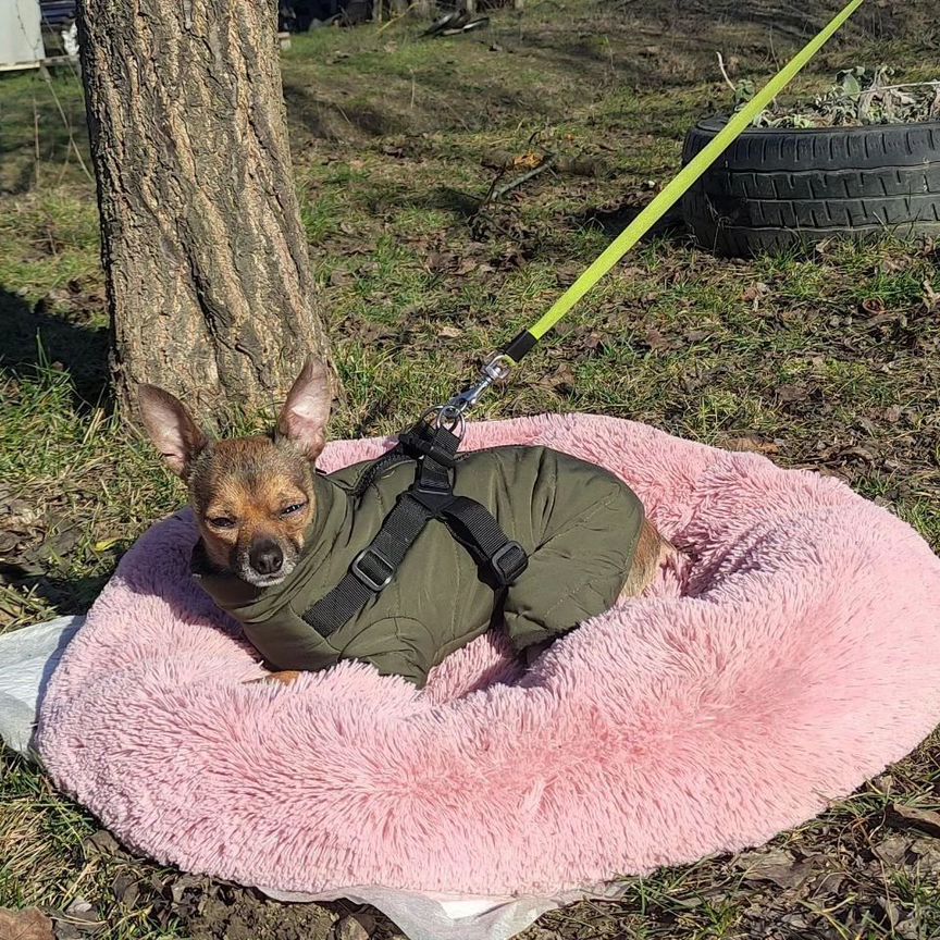 Маленькая собачка ищет дом