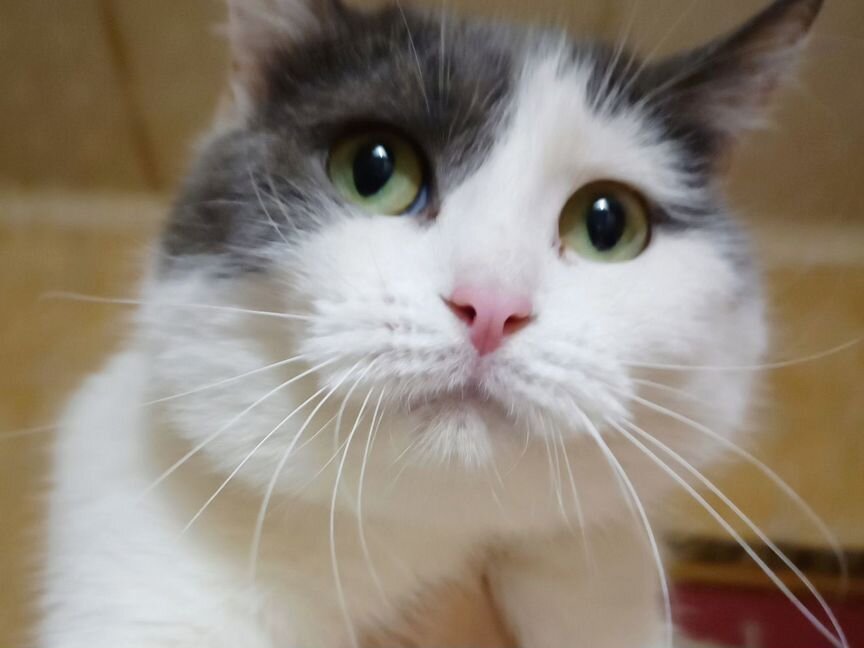 Подарите жизнь Зеленоглазой Красотке