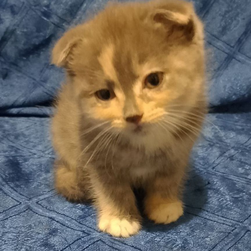 Котята вислоухие