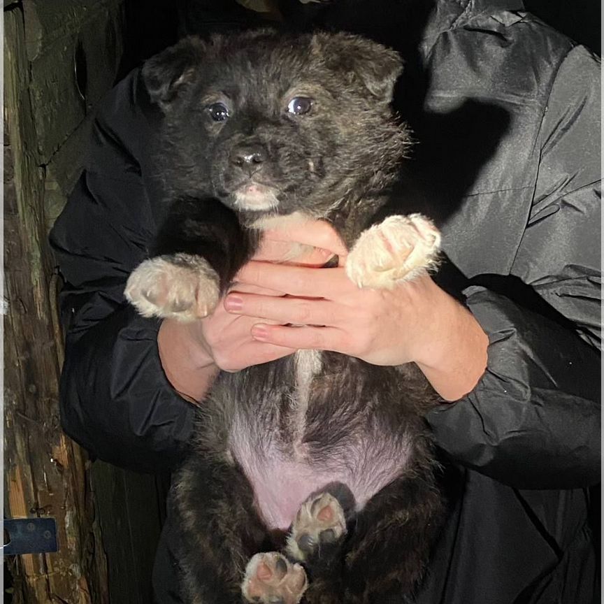 Щенки на морозе в добрые руки