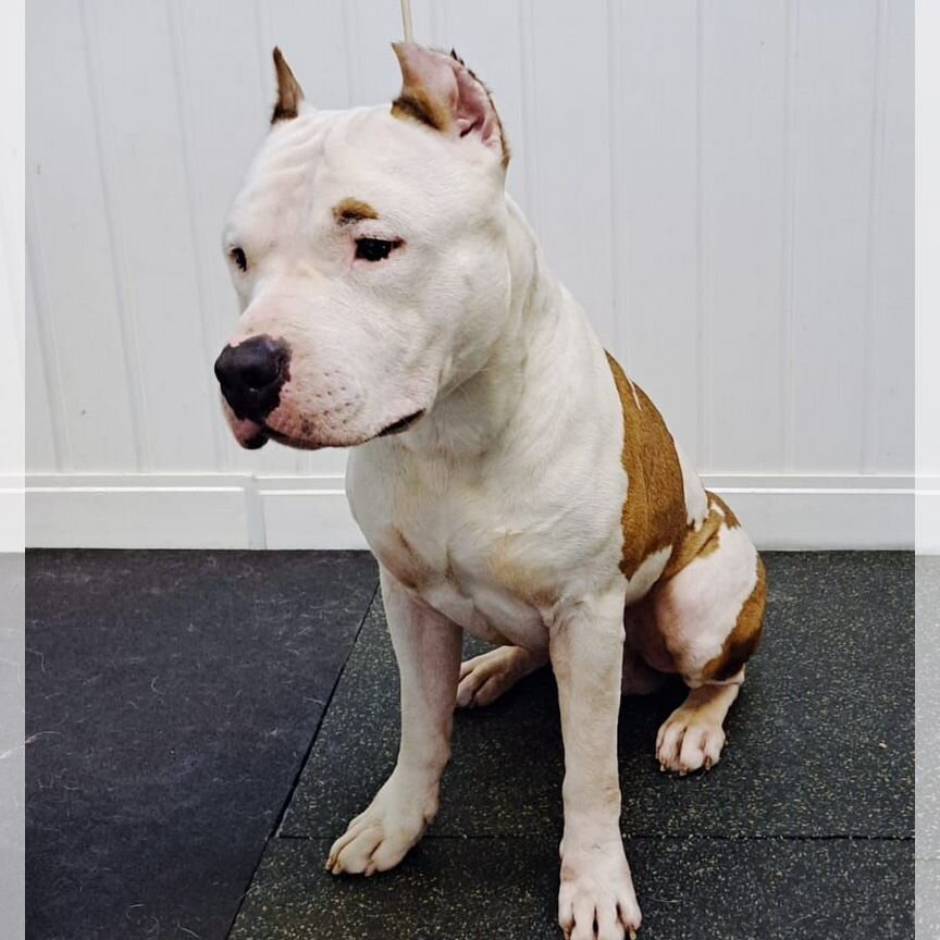 Американский стаффордширский терьер