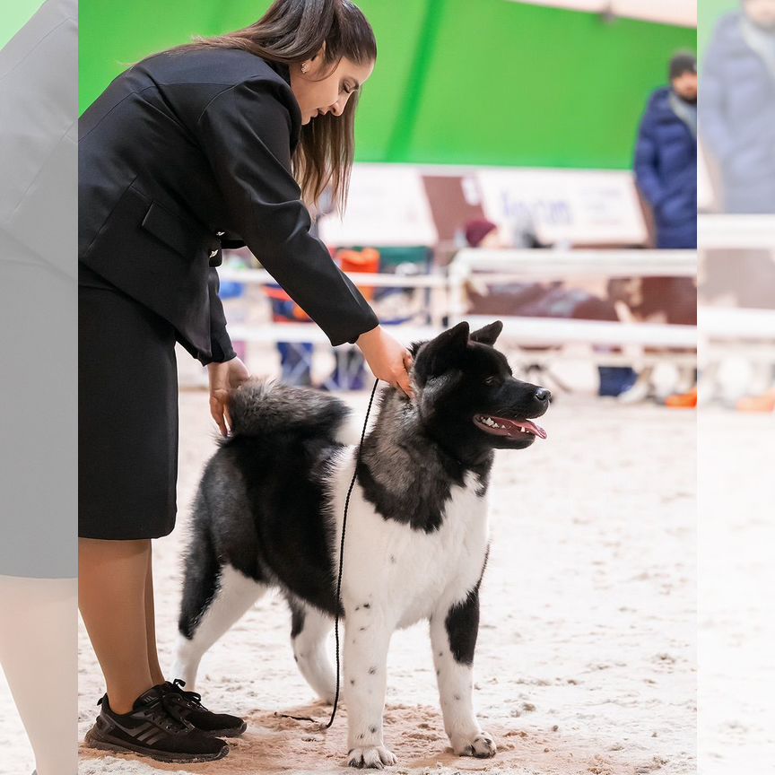 Американская акита, щенок