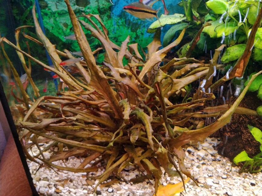 Растения для аквариума