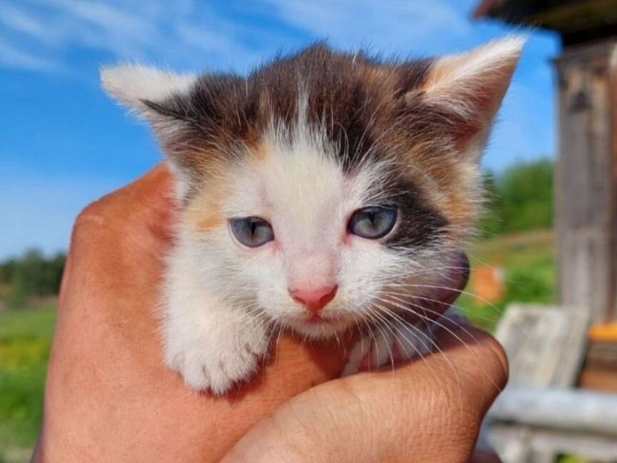 Котенок девочка