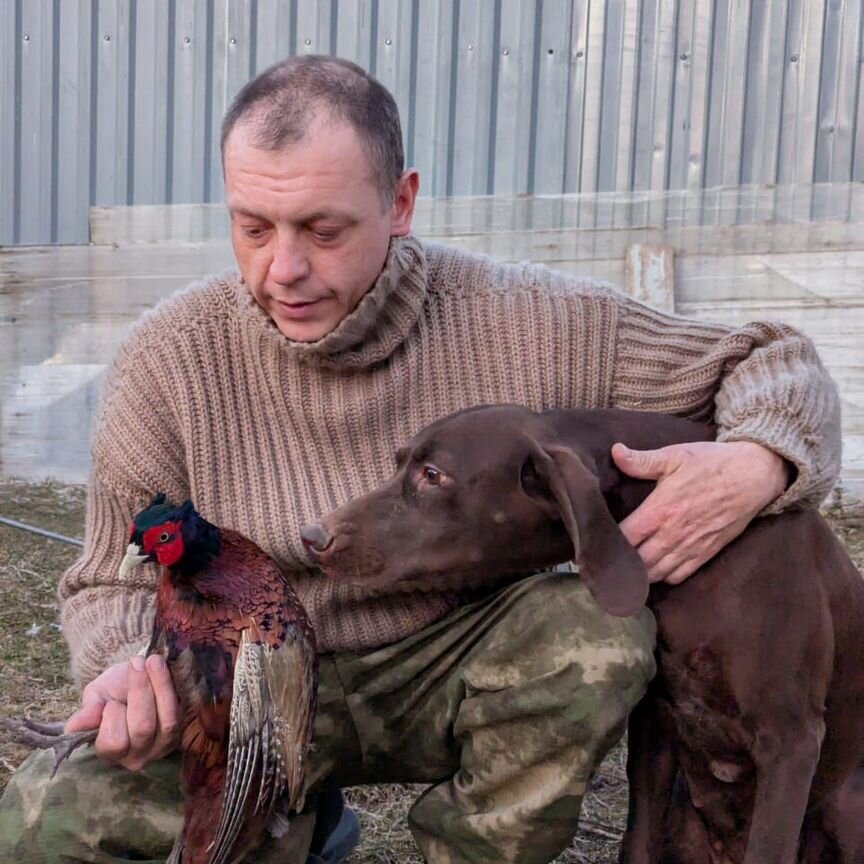 Фазан охотничий