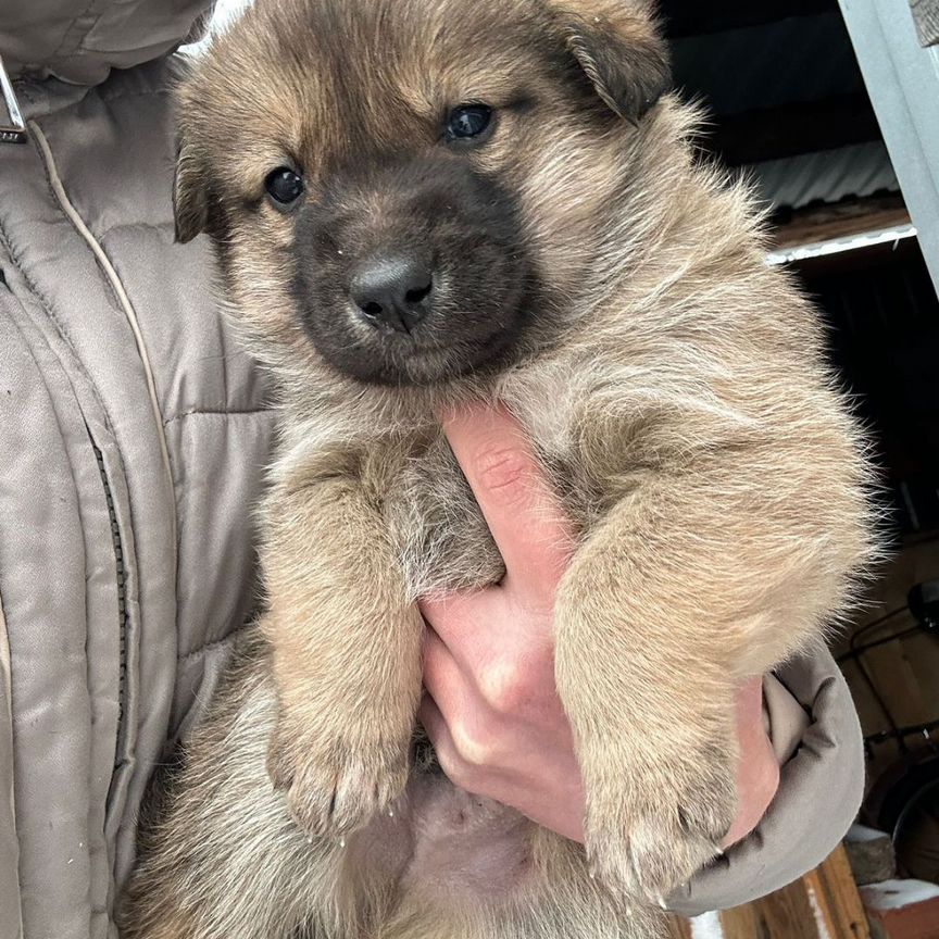 Щенок мальчишка 1 мес