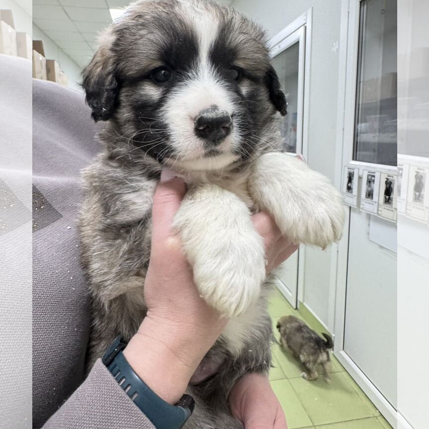 Щенок в добрые руки