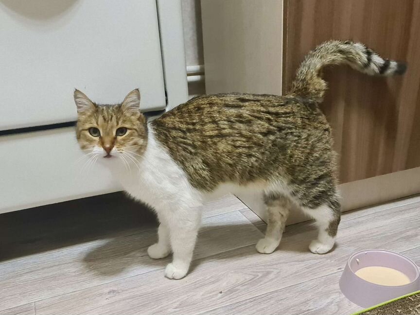 Кот Василёк. Кастрирован. В дар Надёжным хозяевам