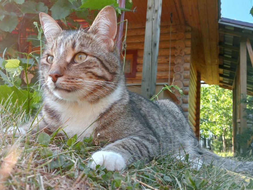 Кот