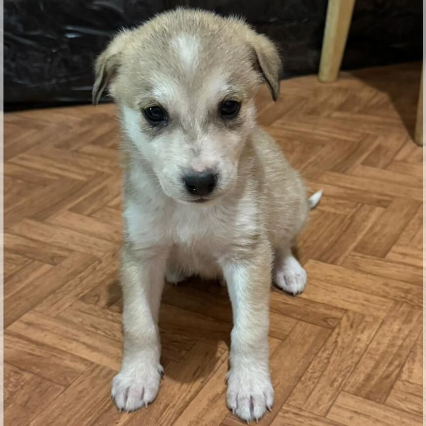 Щенок в добрые руки