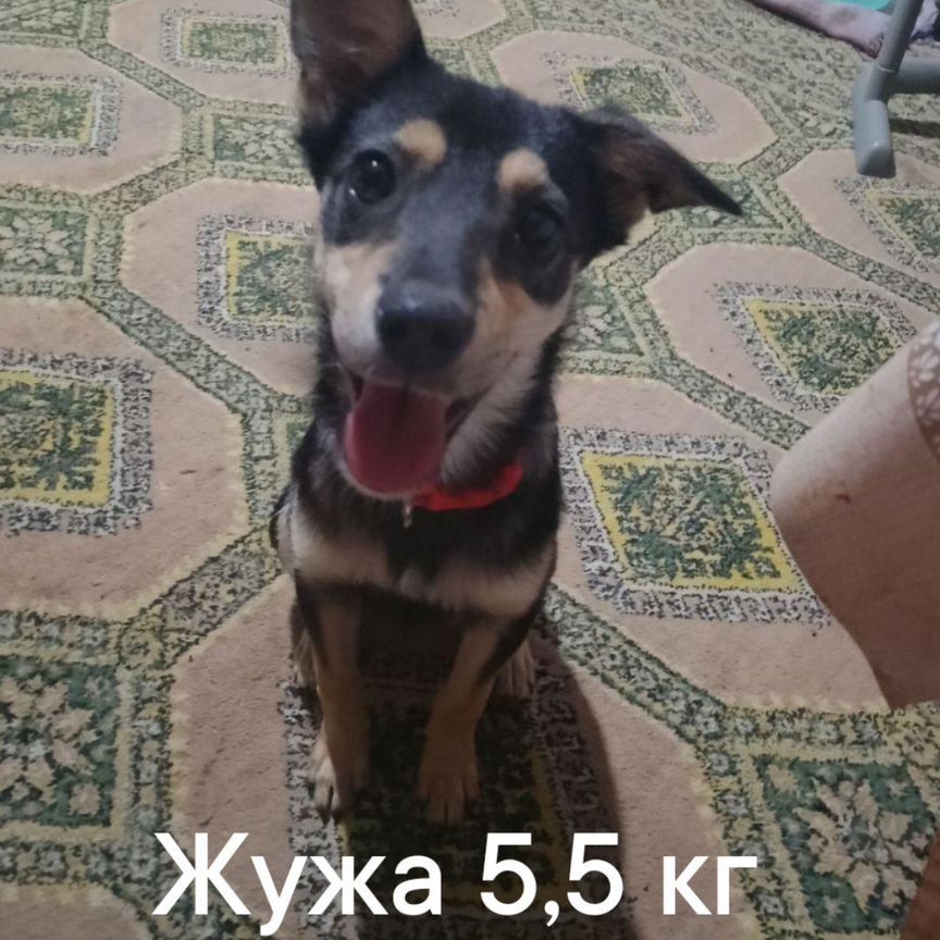 Жужа 7 мес, 5 кг
