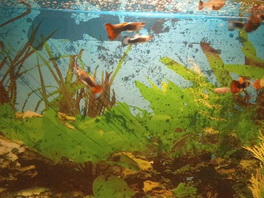 Аквариумные рыбки гуппи самцы