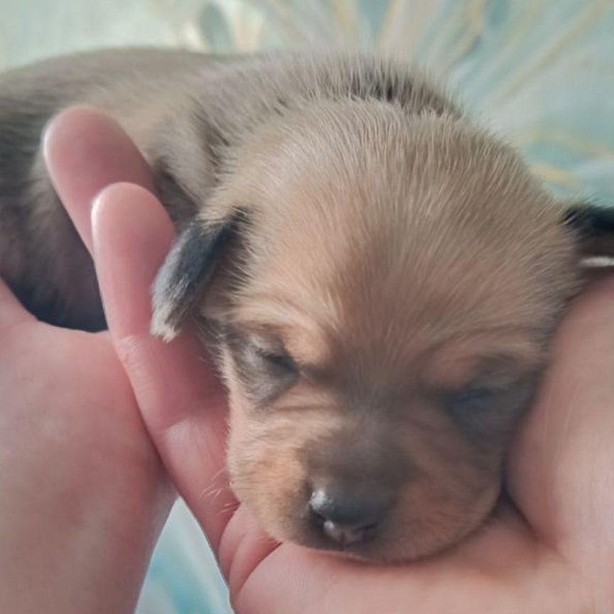 Русский той-терьер, щенок