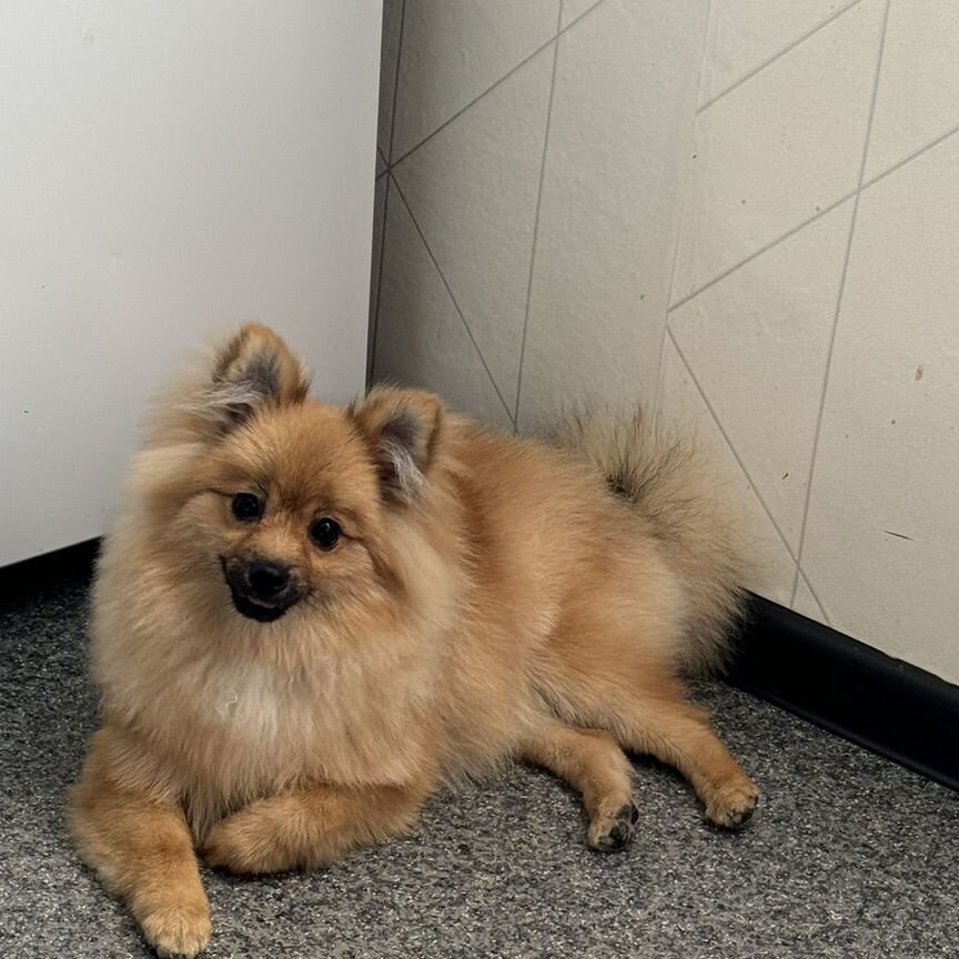 Померанский шпиц девочка