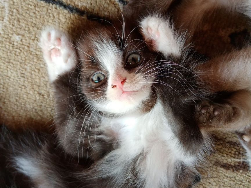 Котенок гав