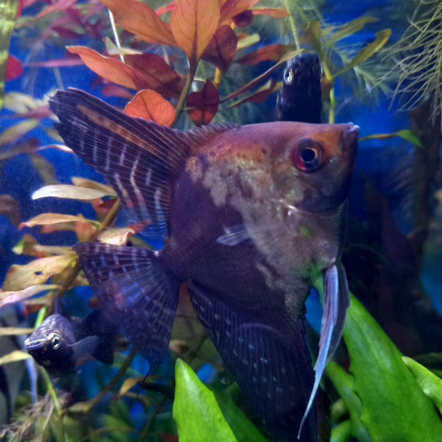 Аквариумные рыбки скалярии