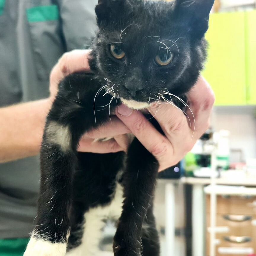 Котики в добрые руки бесплатно