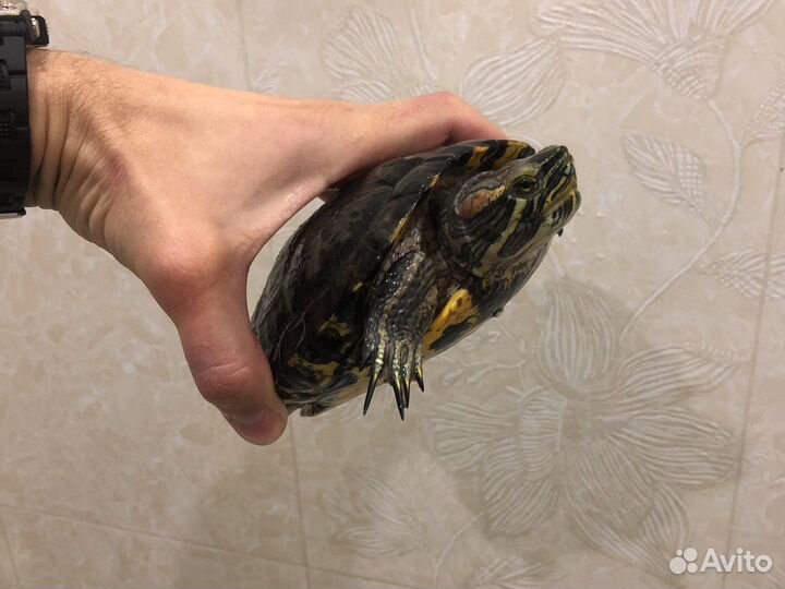 Красноухая черепаха бесплатно