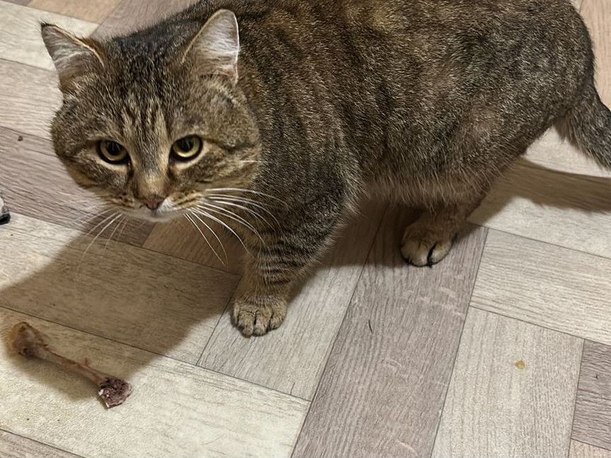 Котенок 4 месяца